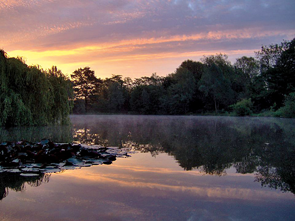 Carp Lake, Shallowbrook Lakes | Norwich | Total Carp