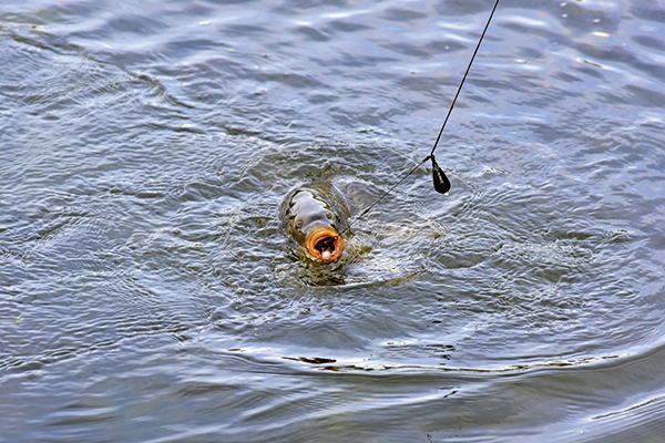 Five Tips For Cold-Water Success! | Total Carp