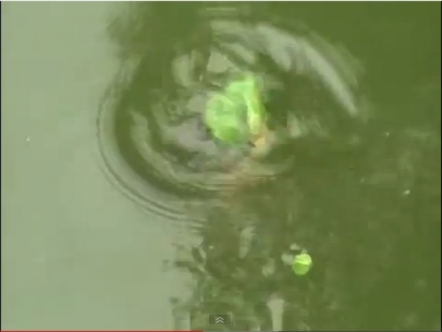 The Leaf Test | Total Carp