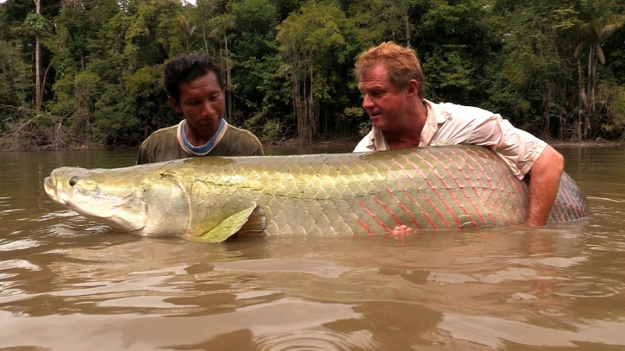 Arapaima Record