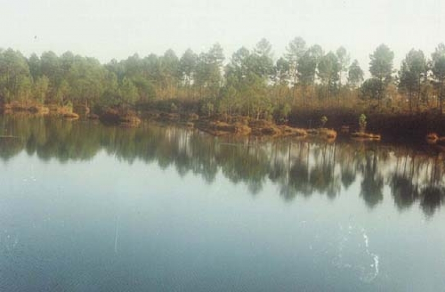 World Record Common! | Total Carp