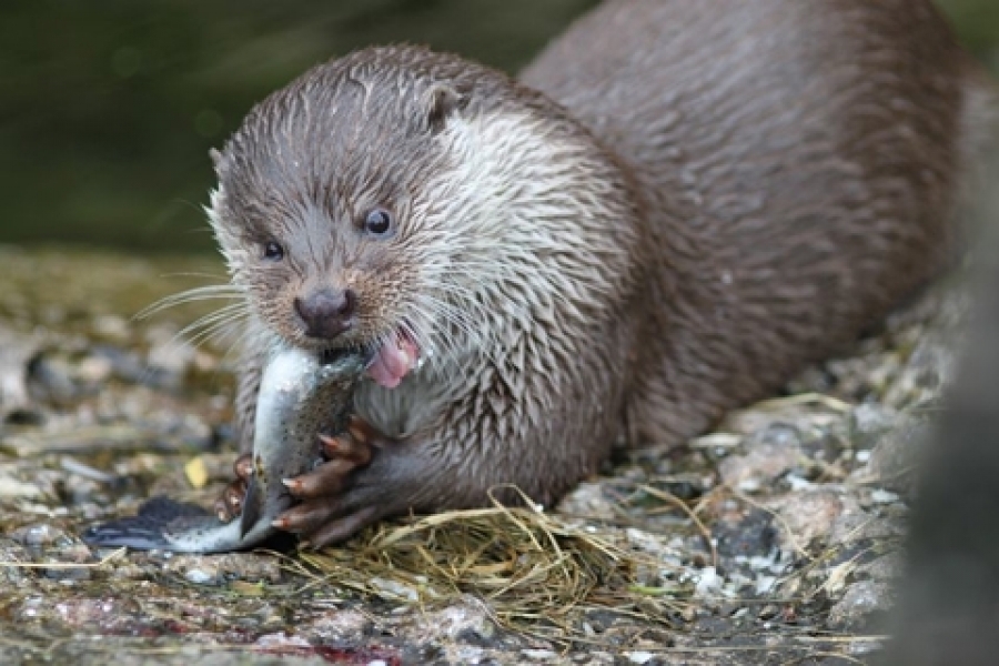 New Carp Group To Launch | Total Carp