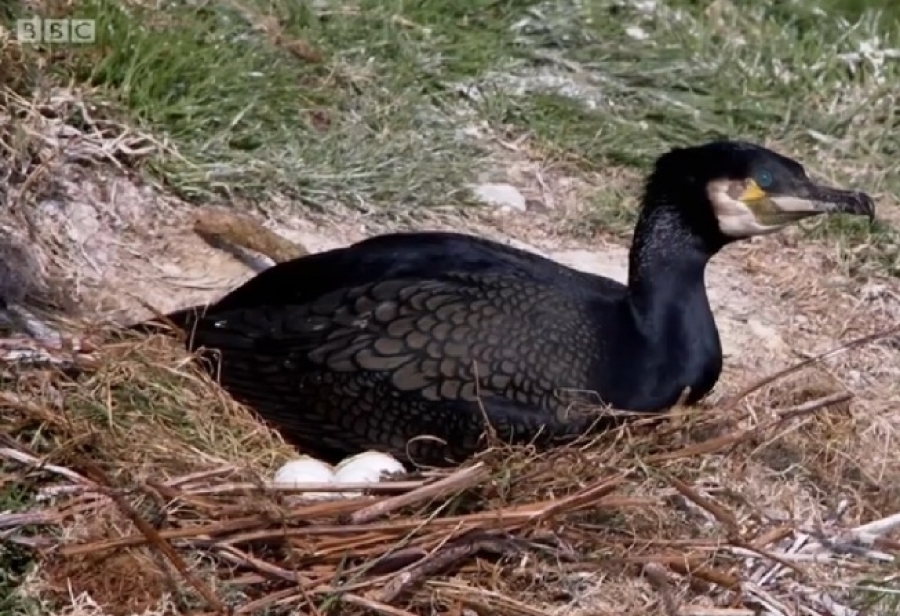 "formidable Predators Of Fish" | Total Carp